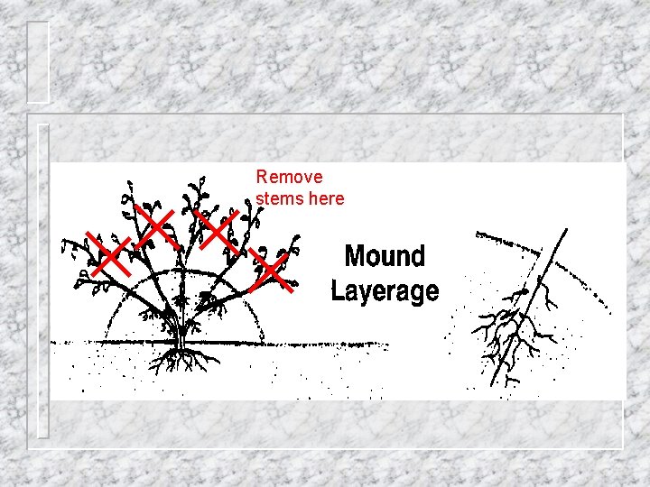 Lesson 4 Propagating Plants by Division Separation and