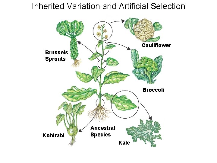 Standard 8Evolution Speciation Standard 8 Vocabulary Diversity Speciation