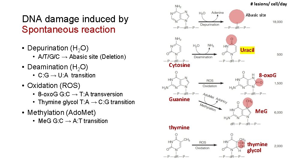 Chapter 10 The Mutability and Repair of DNA