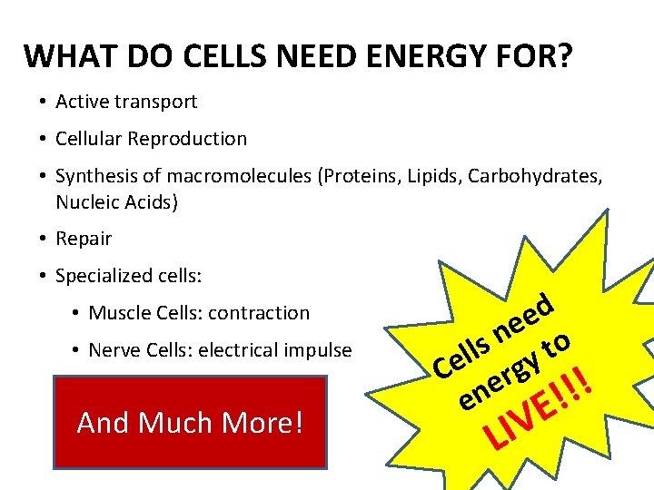 WHAT DO CELLS NEED ENERGY FOR Active transport