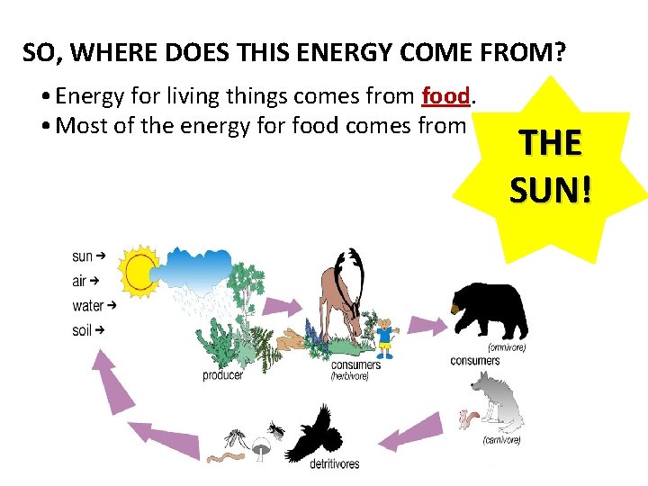 WHAT DO CELLS NEED ENERGY FOR Active transport