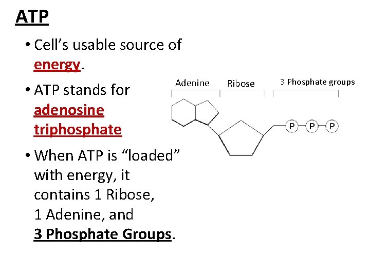 WHAT DO CELLS NEED ENERGY FOR Active transport