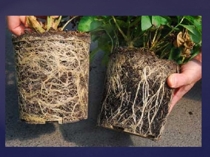 Rhizosphere Concept and its Historical Background The root