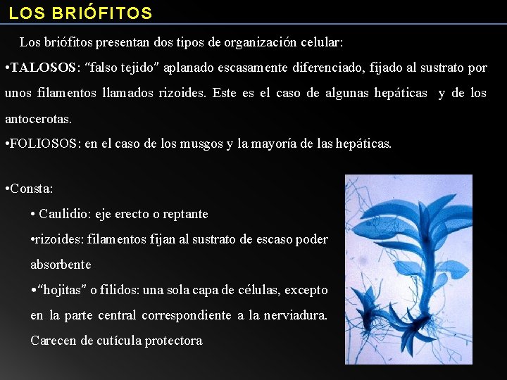 Botnica LOS BRIFITOS Organismos auttofos fotosintetizadores Plantas ...