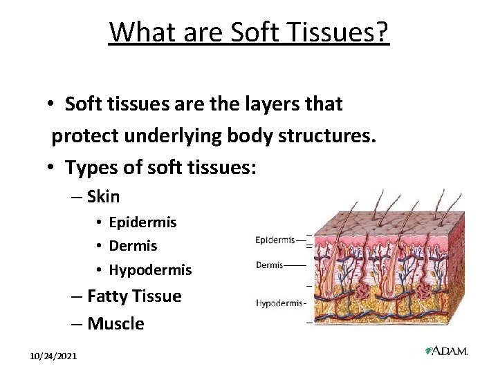 Soft Tissue Injuries 10242021 What are Soft Tissues