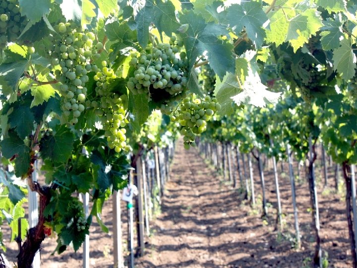 Antioidico di Nuova Generazione Pyriofenone 300 gL Nuovo