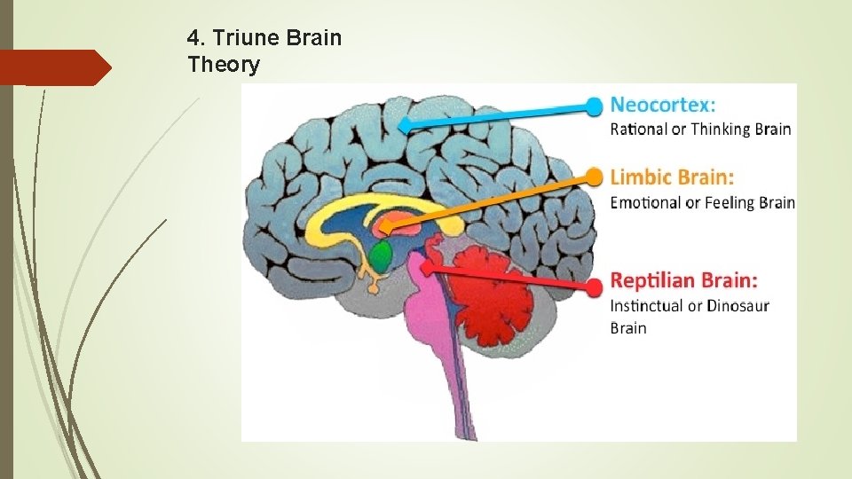 BRAINBASED LEARNING dalam Pendidikan Anak Usia Dini Nur
