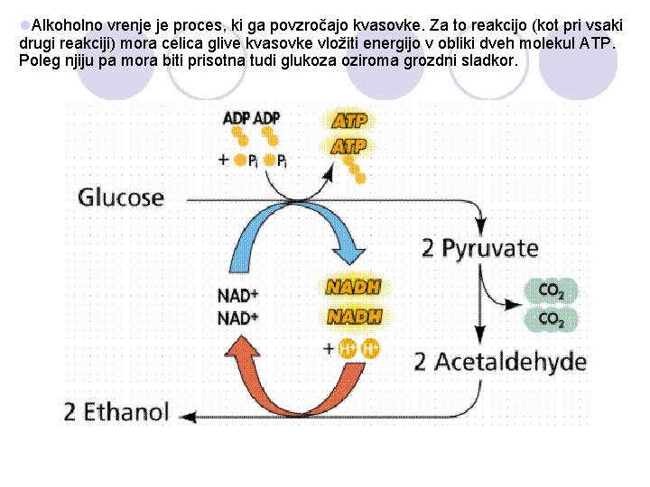 FERMENTACIJA Kaj je fermentacija Fermentacija je razgradnja organskih