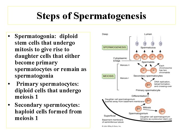 Bio 242 AP Unit 4 Lecture 3 Anatomy