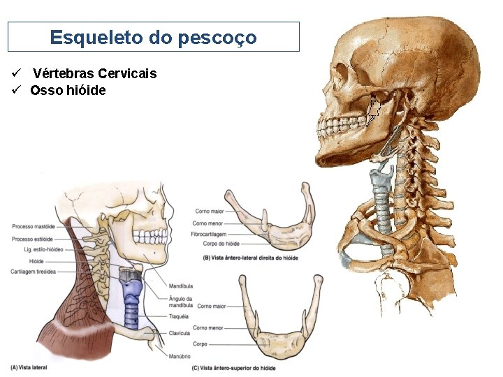 ANATOMIA TOPOGRFICA DO PESCOO AULA 1 Introduo e
