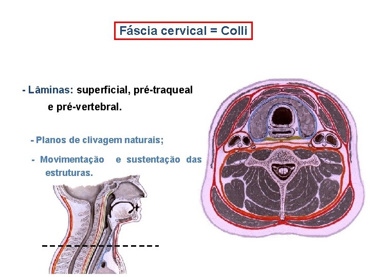 ANATOMIA TOPOGRFICA DO PESCOO AULA 1 Introduo e