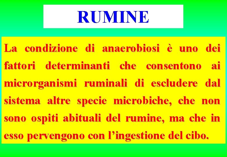 RUMINANTI Mammiferi ungulati ORDINE SUBORDINE Artiodactyla Ruminantia 5