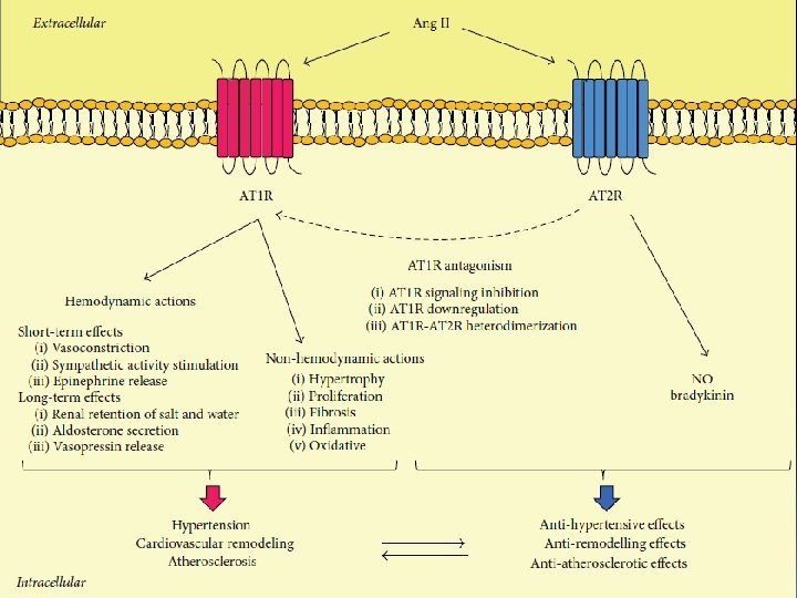 RAAS BASIC PHYSIOLOGY AND PATHOPHYSIOLGY PARTI Dr Rakesh
