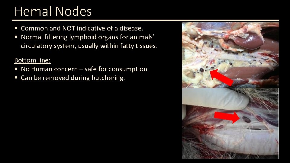 Wildlife Diseases and Parasites Commonly Seen by Hunters