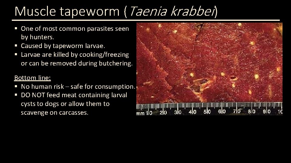 Wildlife Diseases and Parasites Commonly Seen by Hunters