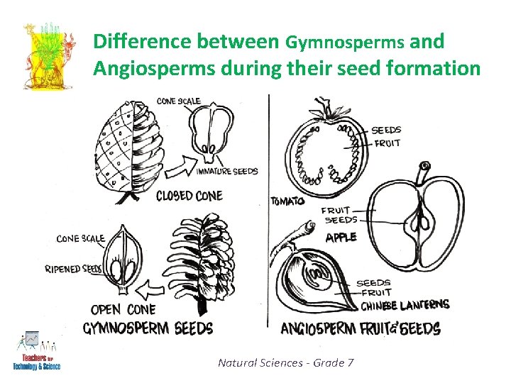 Natural Sciences Grade 7 Term 1 Life and
