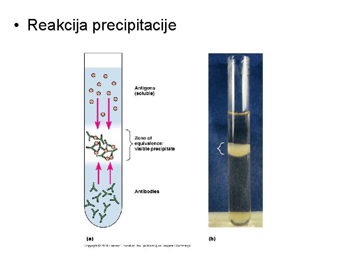 Seroloka dijagnostika bakterijskih oboljenja Vjeba VIII Seroloke reakcije