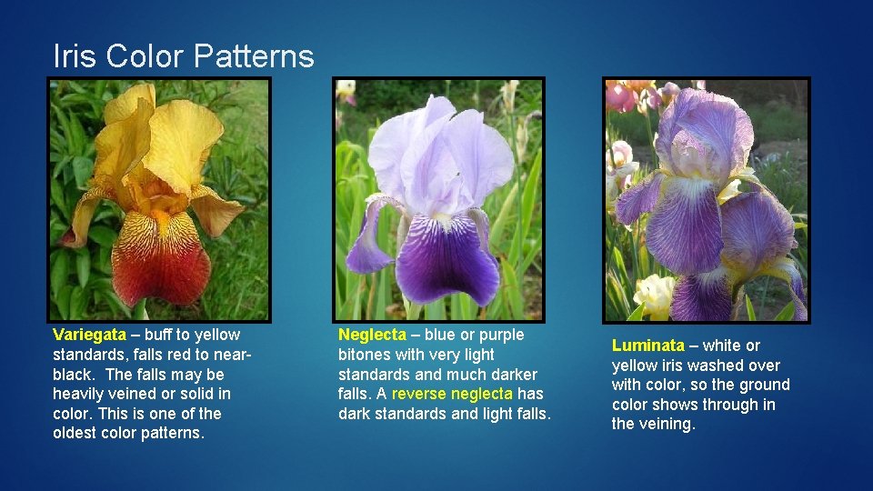 An Introduction to Bearded Irises JEWELS OF THE