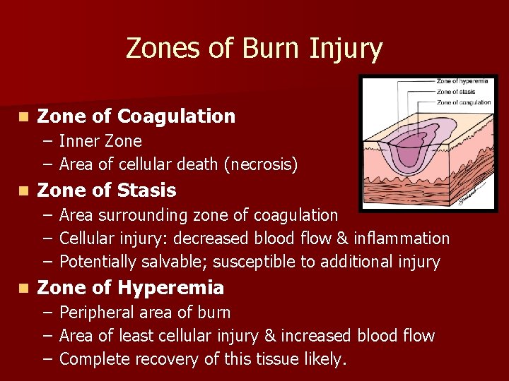 Management of the Burn Injured Client Anatomy of