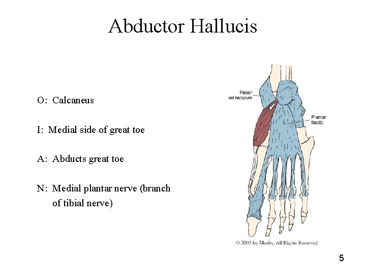 Myology of the Foot 1 Intrinsic Muscle of