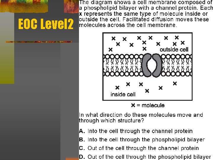 EOC Level 2 Cell Growth Division Why do