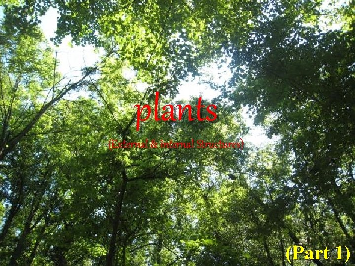 plants External Internal Structures Part 1 shoot apical