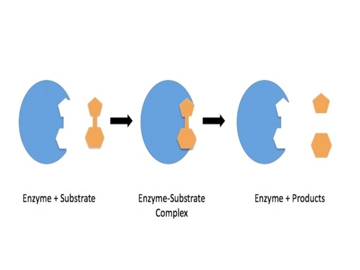General Biology lab Lab 3 Enzymes Definition of