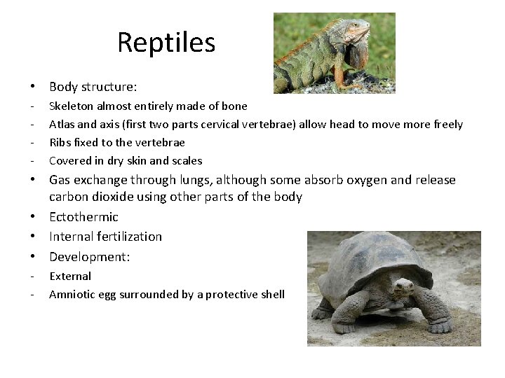 Reptiles Body structure Skeleton almost entirely made of