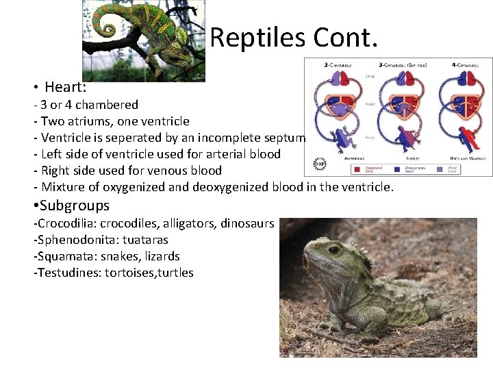 Reptiles Body structure Skeleton almost entirely made of