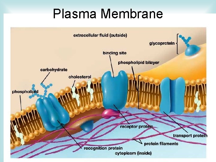 Membranes of the Eukaryotic Cell Biology Definition of