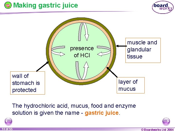 KS 4 Biology Digestion Part Two 1 of