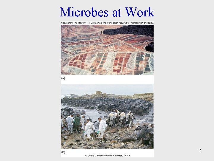 Lecture Power Point to accompany Foundations in Microbiology