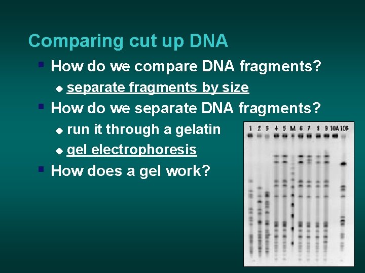 Biotechnology Gel Electrophoresis restriction enzymes hard at work