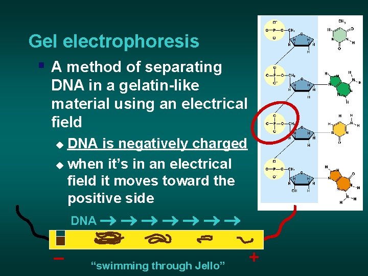 Biotechnology Gel Electrophoresis restriction enzymes hard at work