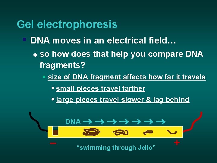 Biotechnology Gel Electrophoresis restriction enzymes hard at work