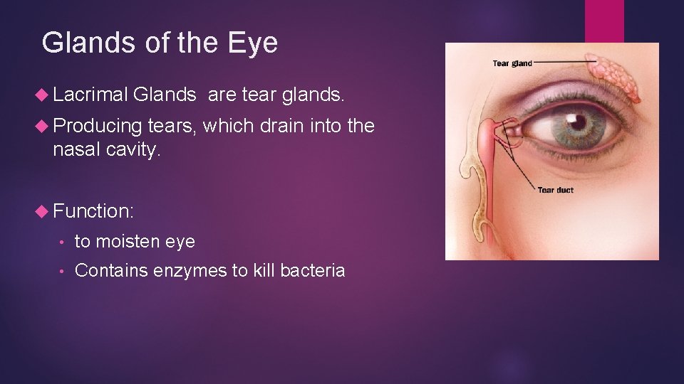 The Senses Part 3 Eye The Eye The