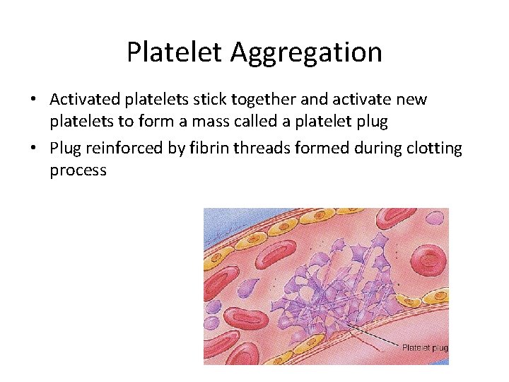 Blood Part Two Leukocytes or WBCs Main role