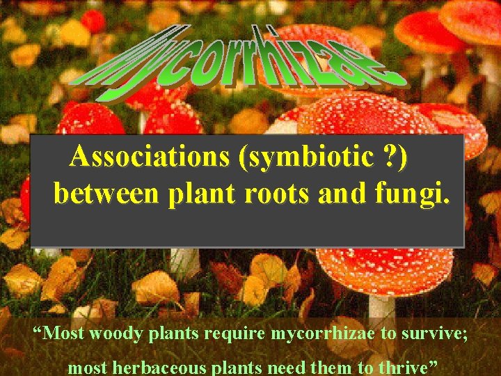 Associations symbiotic between plant roots and fungi Most