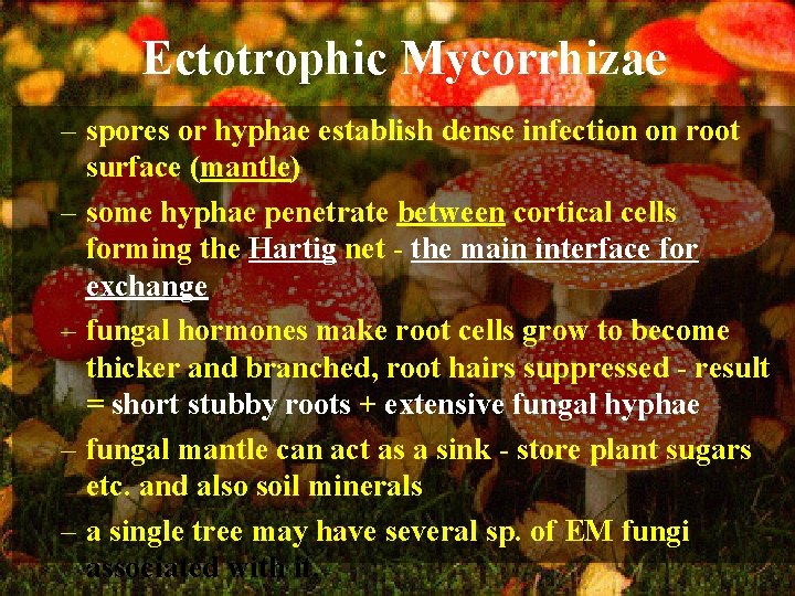 Associations symbiotic between plant roots and fungi Most