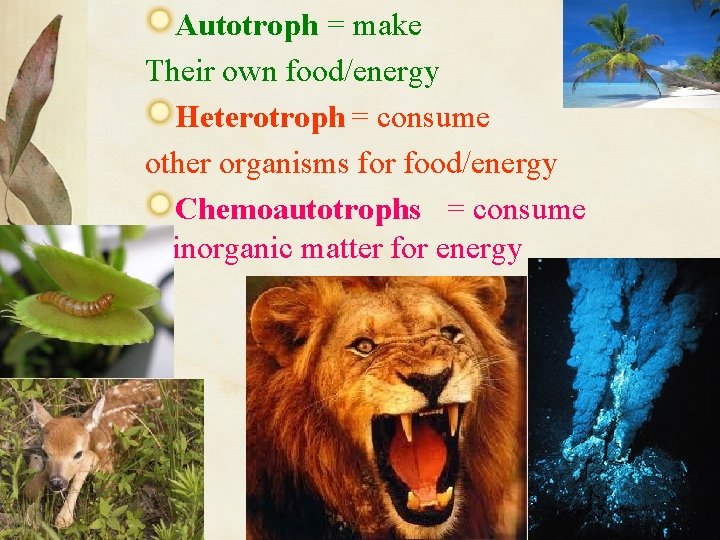 Chapter 8 Cellular Energy How Organisms Obtain Energy