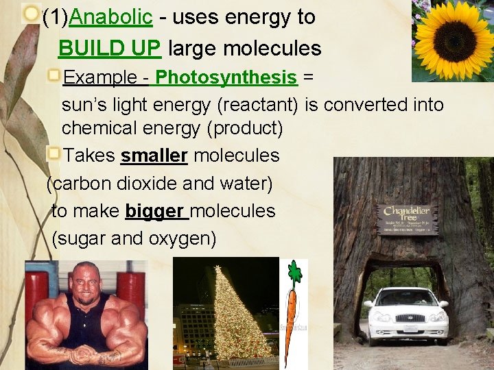 Chapter 8 Cellular Energy How Organisms Obtain Energy