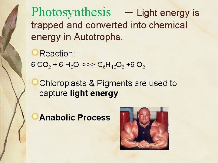 Chapter 8 Cellular Energy How Organisms Obtain Energy