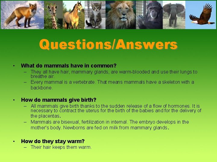 What is a Mammal Ms Hammer 2 nd3