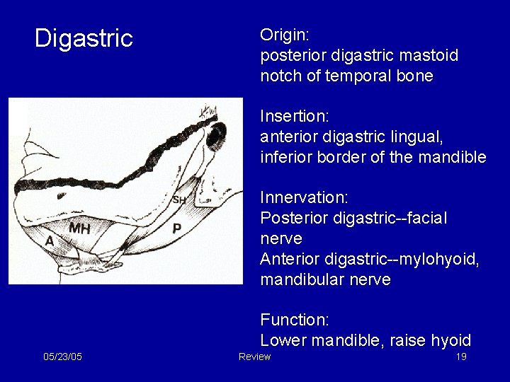 Muscles of Mastication A Jaw closing muscles 1