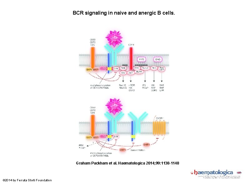 The outcome of Bcell receptor signaling in chronic