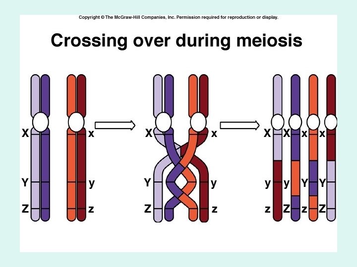 Mendel and Meiosis Chp 10 Pp 252 279