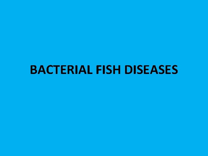 BACTERIAL FISH DISEASES Bakteri Pathogen Anerob Aerob 1