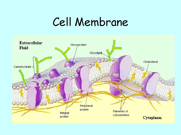 Cell Membrane Maintaining Balance Cells need to maintain