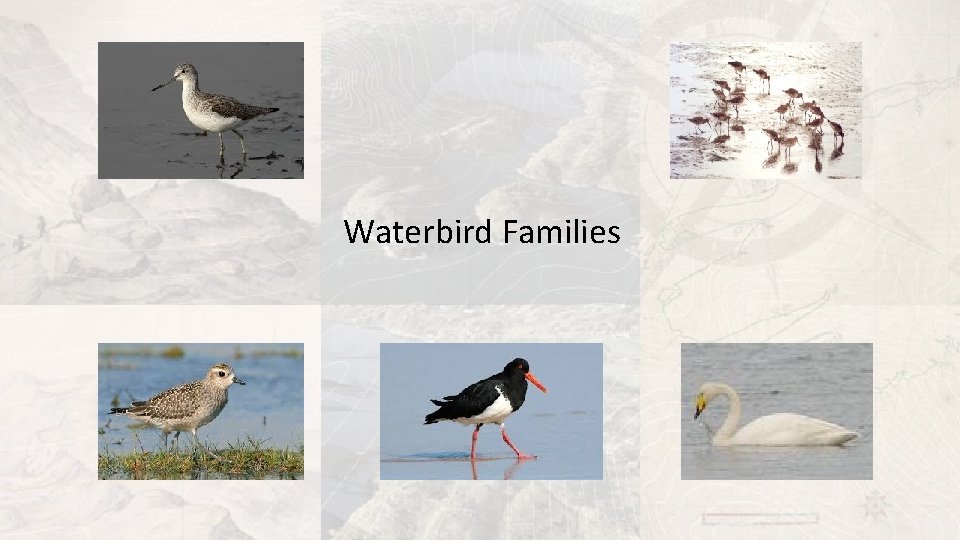 Birds and Marine Mammals breda moriartyucc ie Waterbirds