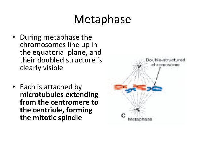 Embryology 2 The Chromosomes Traits of a new